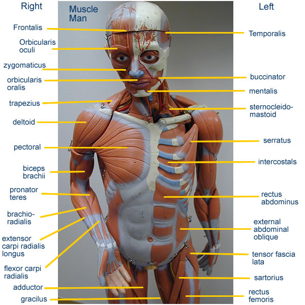 Muscles Of Torso Labeled Human Anatomy Lab Muscles Of The Torso